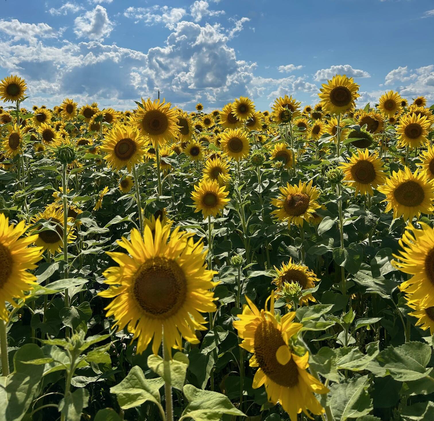 Textiles & Treasures Trail | Natural Ewe