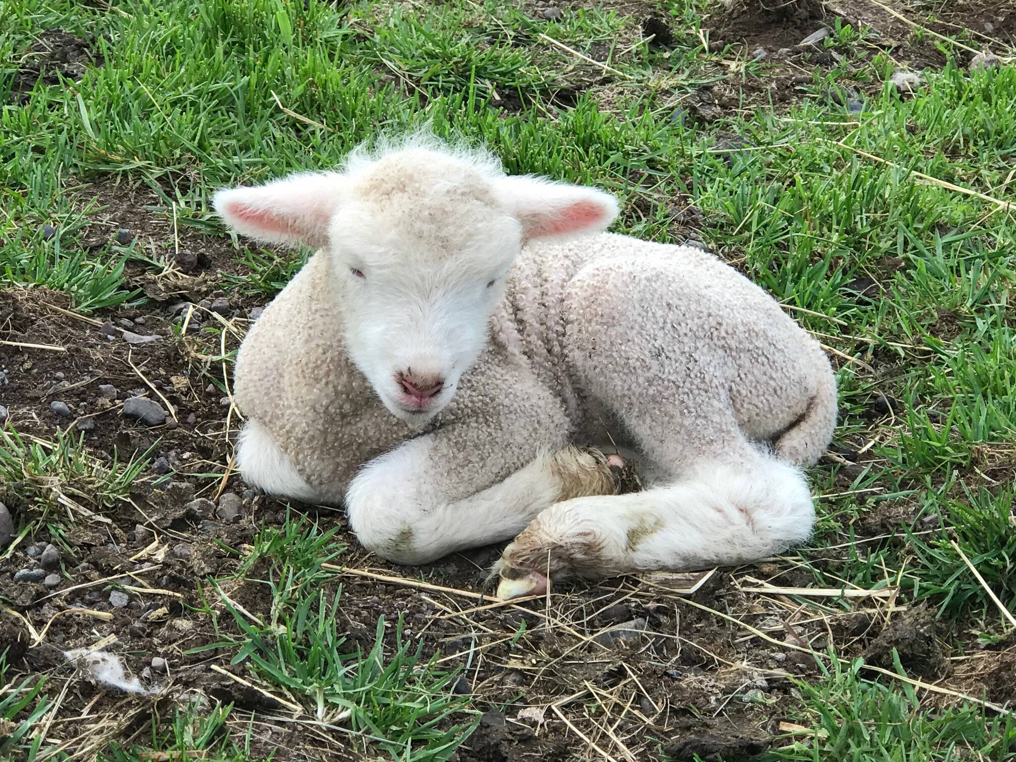 Textiles & Treasures Trail | Natural Ewe